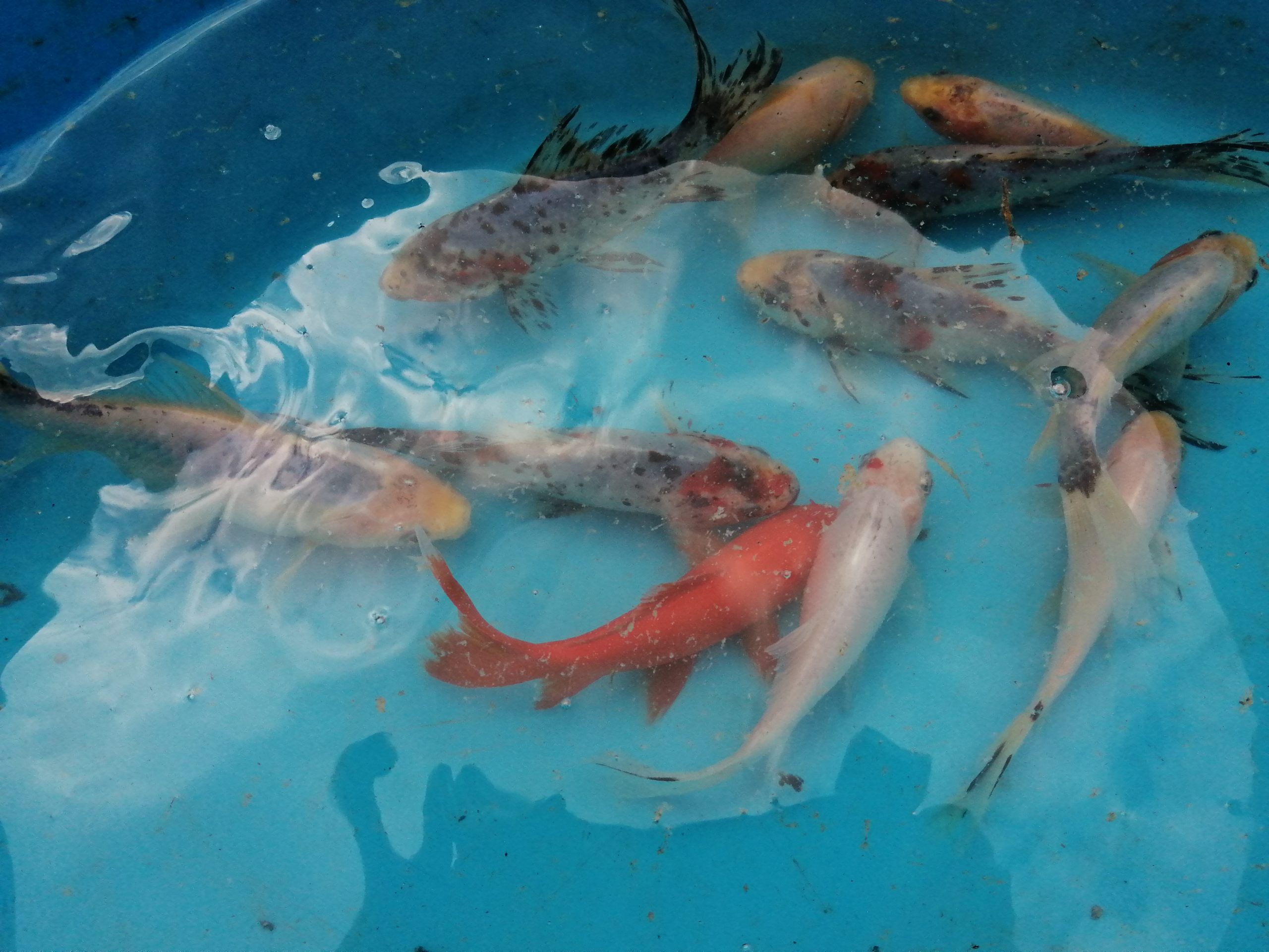 Poisson rouge bariolés - Pisciculture Cardon