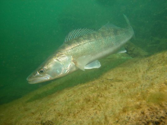 Vente en ligne alevins de sandres. Livraison dans toute la France