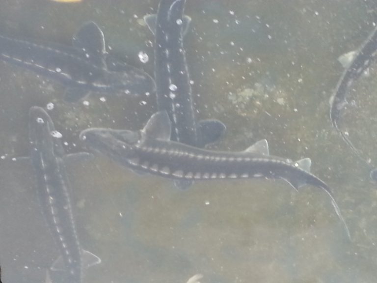 Vente en ligne Esturgeon Diamant . Livraison dans toute la France.