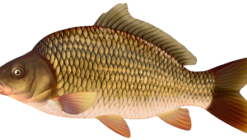 Pisciculture Cardon - Vente de poissons d'ornement et de repeuplement